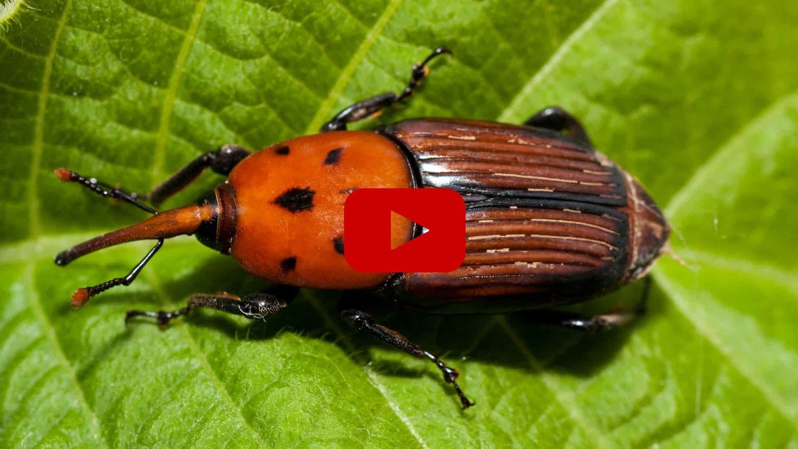 Charançon du bois, l'insecte xylophage qui fait des dégâts